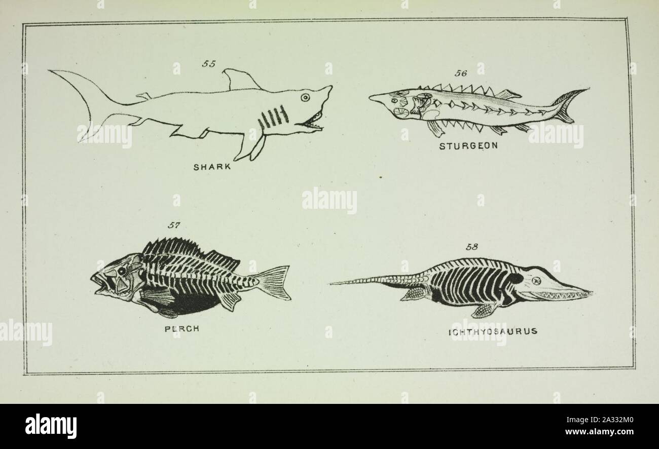 Evolution of life (Plate (9 Stock Photo - Alamy