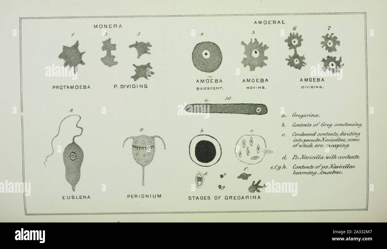 Evolution of life (Plate (1 Stock Photo - Alamy