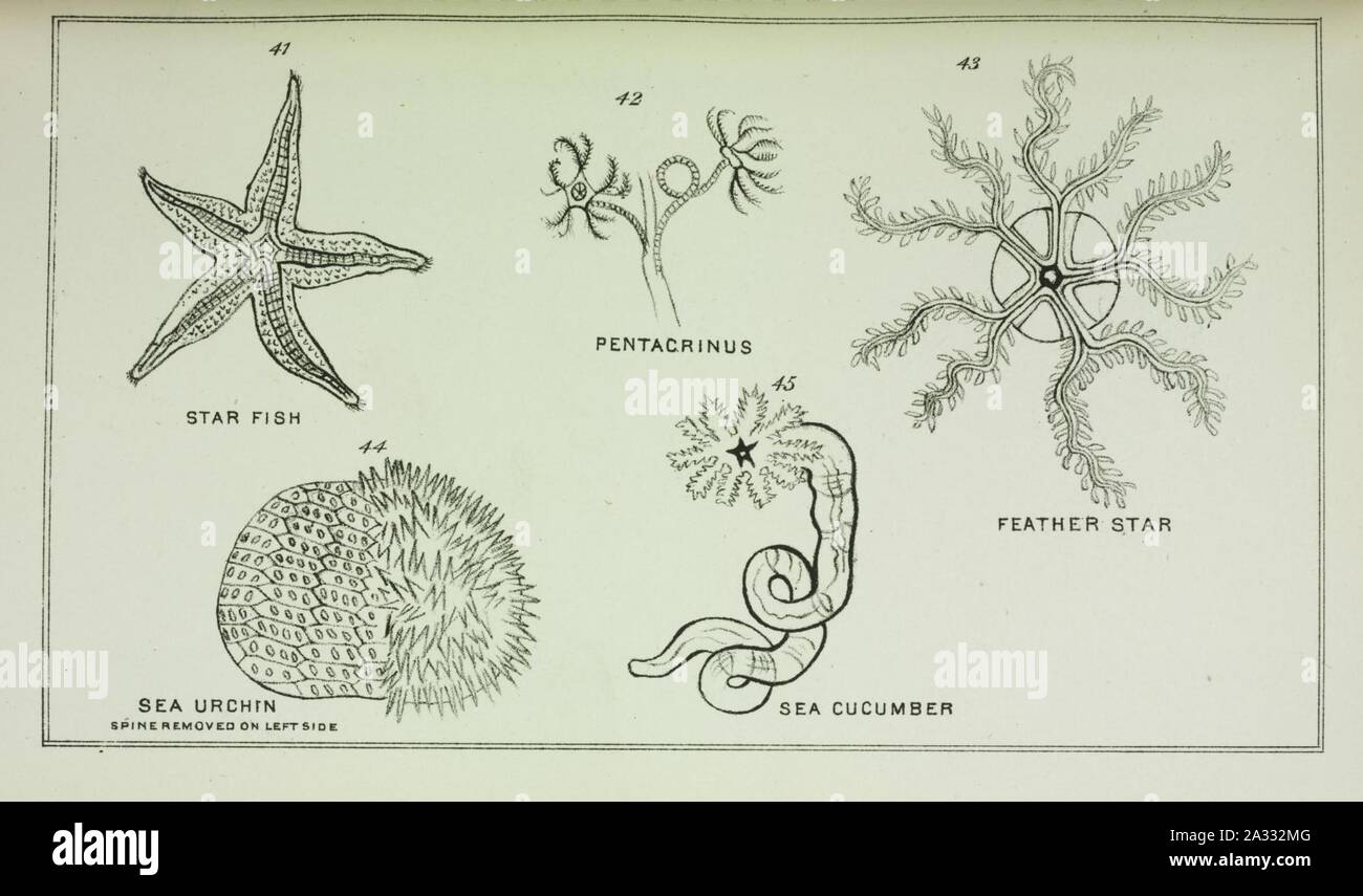 Evolution of life (Plate (7 Stock Photo - Alamy