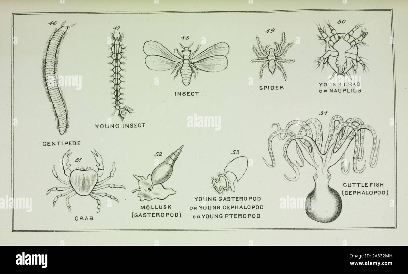 Evolution of life (Plate (8 Stock Photo - Alamy