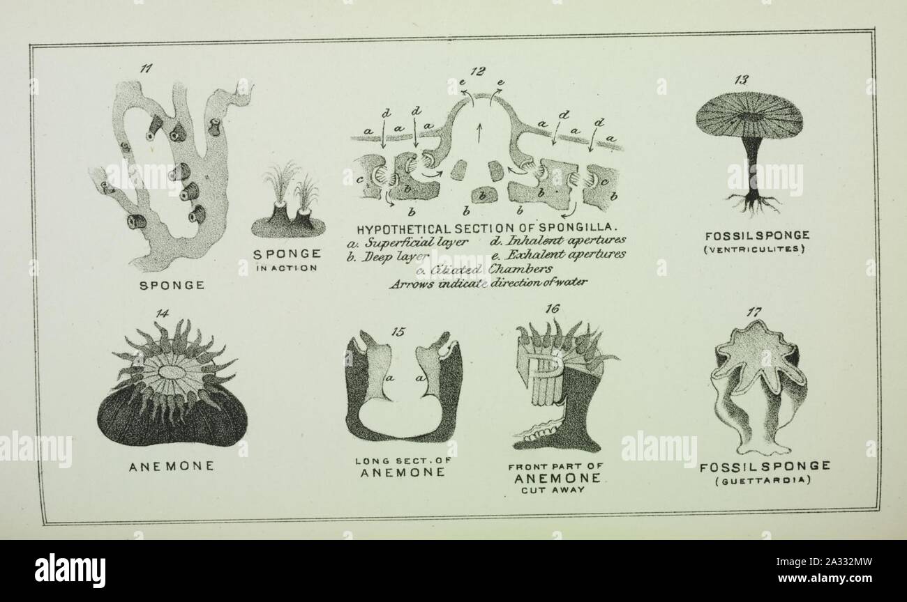 Evolution of life (Plate (2 Stock Photo - Alamy