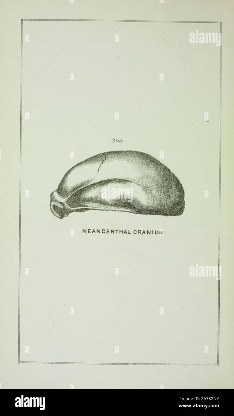 Evolution of life (Plate (28 Stock Photo - Alamy