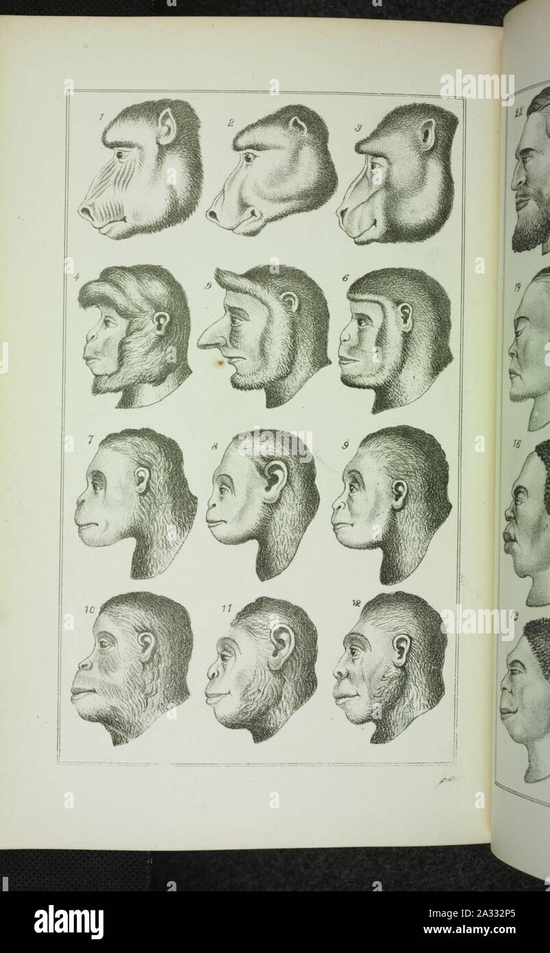 Evolution of life (Plate (29 Stock Photo - Alamy