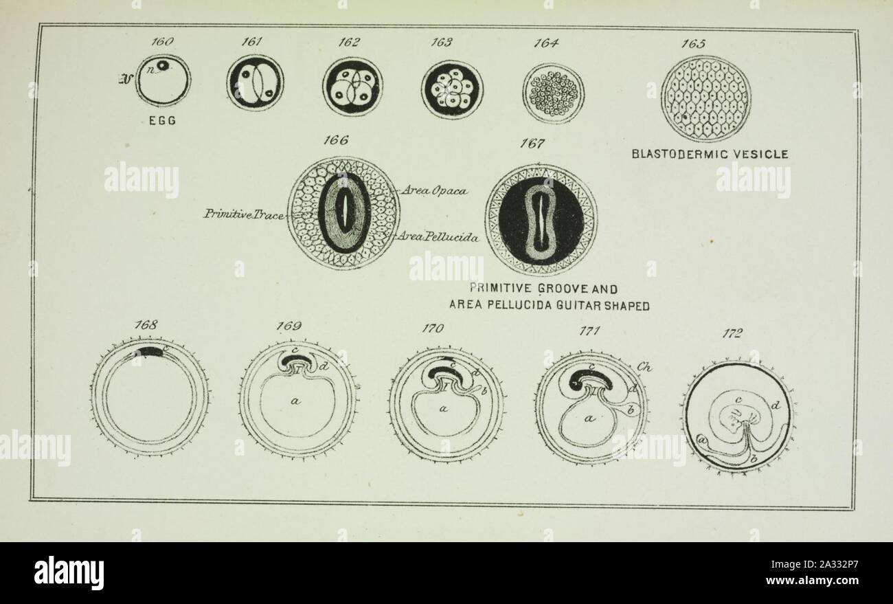 Evolution of life (Plate (22 Stock Photo - Alamy