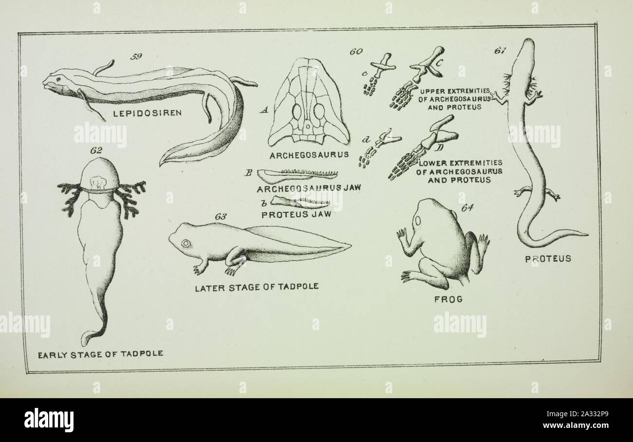 Evolution of life (Plate (10 Stock Photo - Alamy