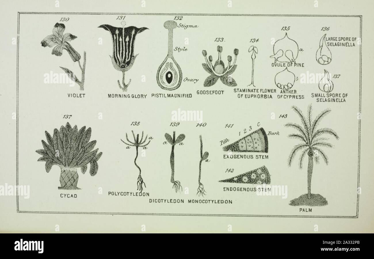 Evolution of life (Plate (18 Stock Photo - Alamy