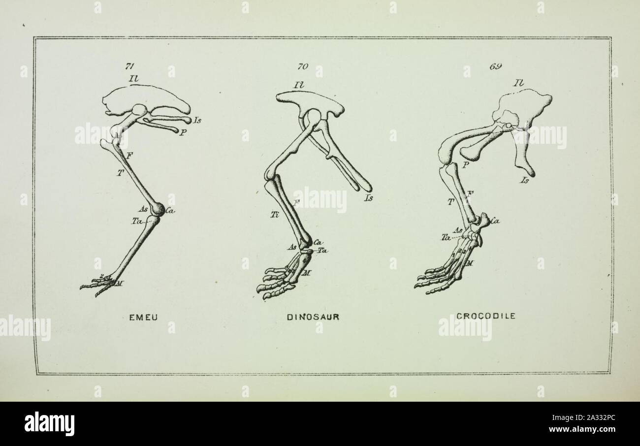Evolution of life (Plate (12 Stock Photo - Alamy