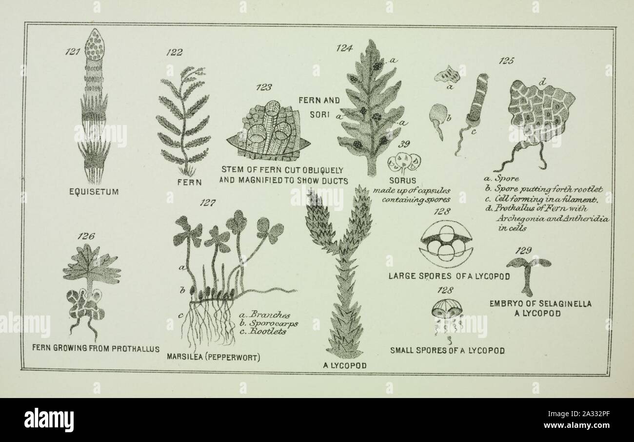 Evolution of life (Plate (17 Stock Photo - Alamy