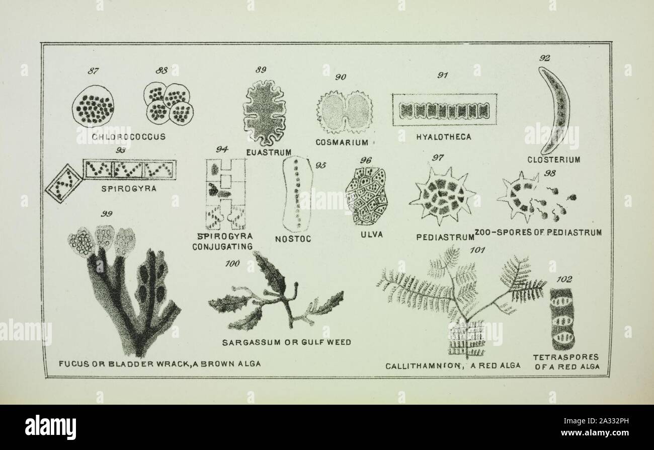 Evolution of life (Plate (14 Stock Photo - Alamy