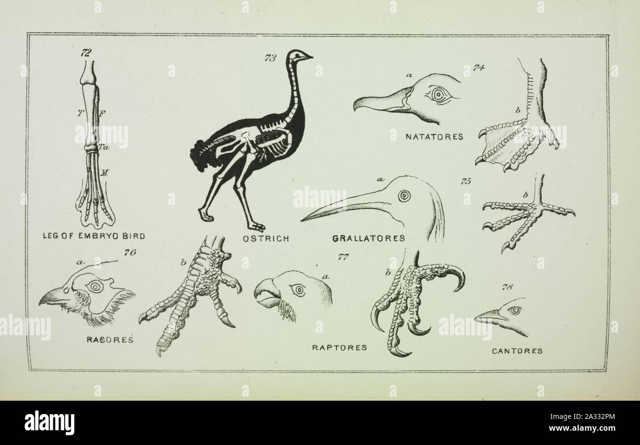 Evolution of life (Plate (11 Stock Photo - Alamy