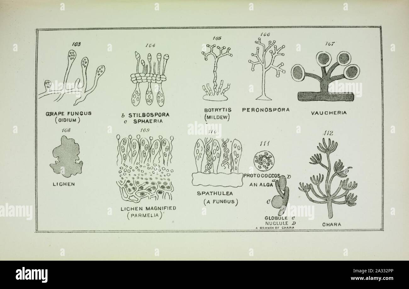 Evolution of life (Plate (15 Stock Photo - Alamy