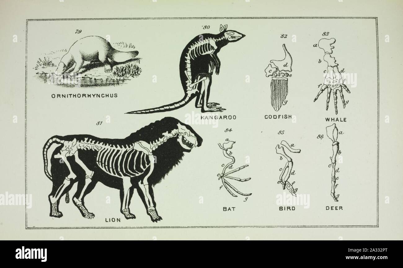 Evolution of life (Plate (13 Stock Photo - Alamy