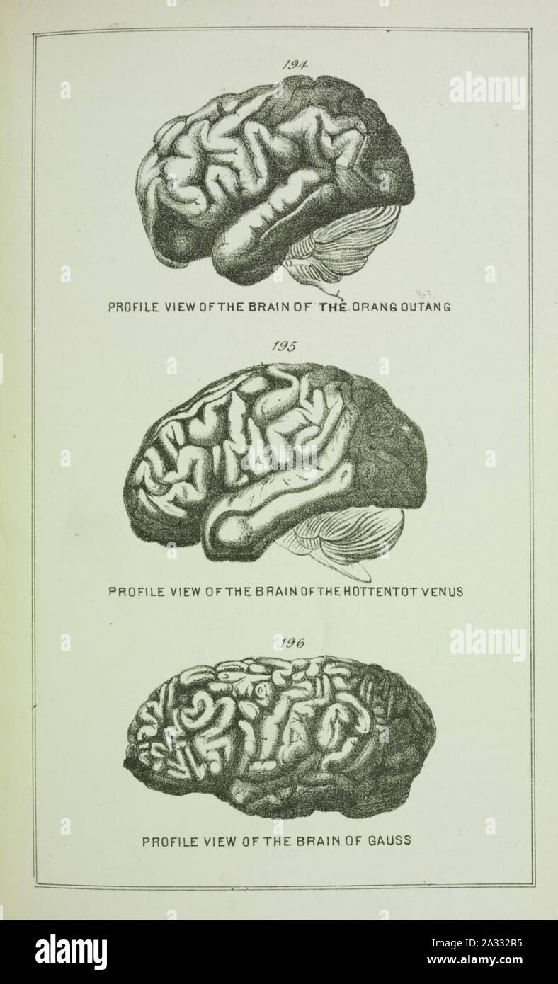 Evolution of life (Plate (25 Stock Photo - Alamy