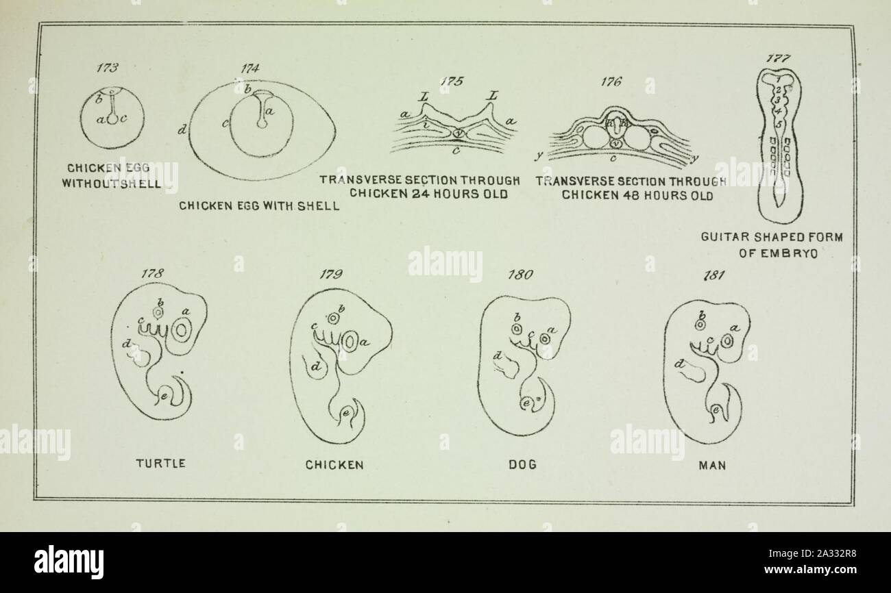 Evolution of life (Plate (23 Stock Photo - Alamy