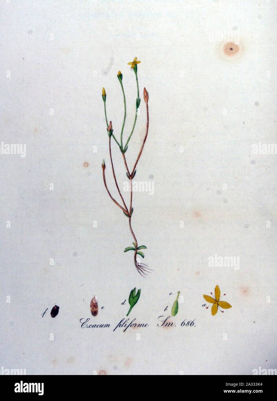 Filiforme hi-res stock photography and images - Alamy