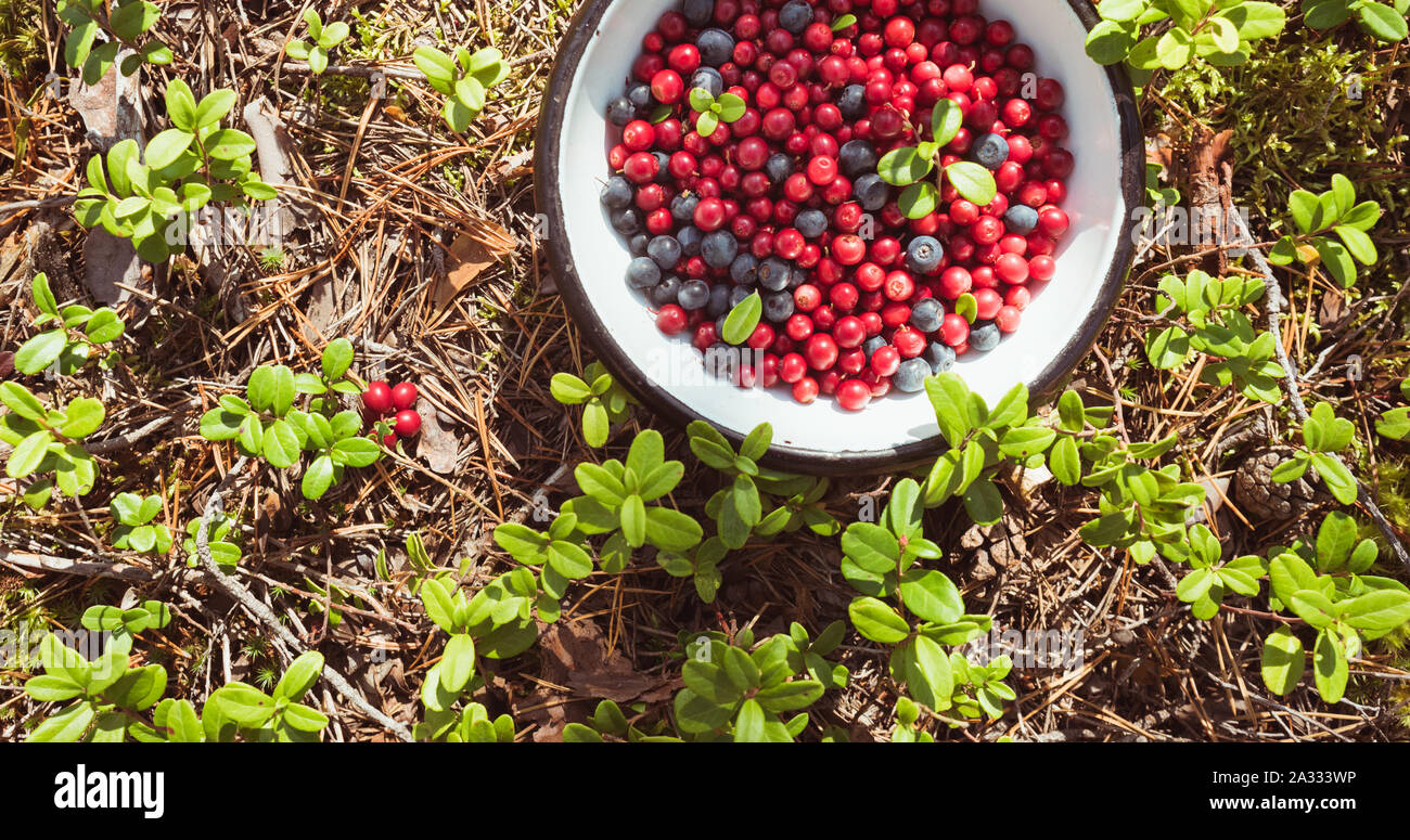 Lingonberry hi-res stock photography and images - Alamy