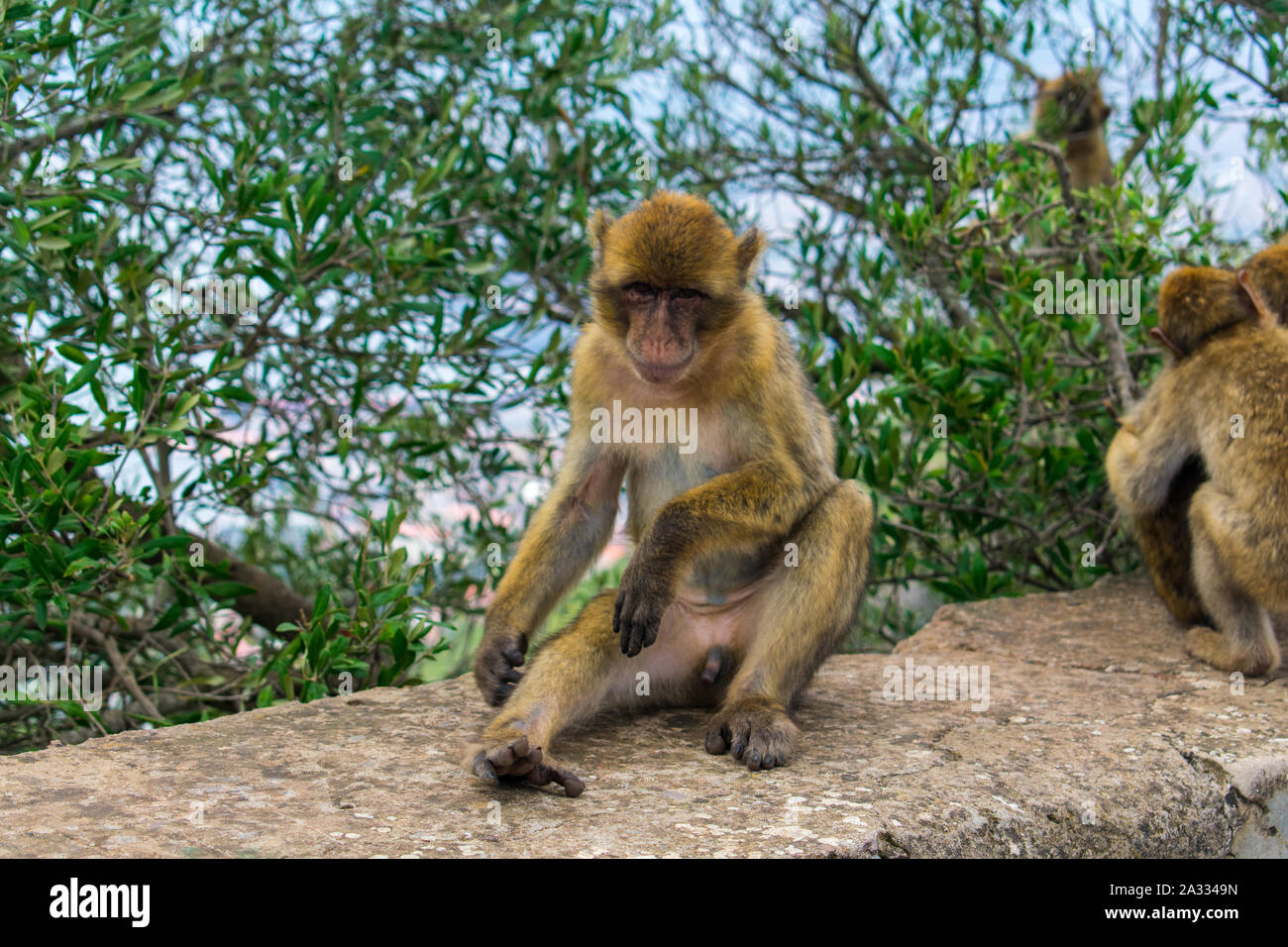 Berber monkey macaca sylvanus hi-res stock photography and images - Alamy