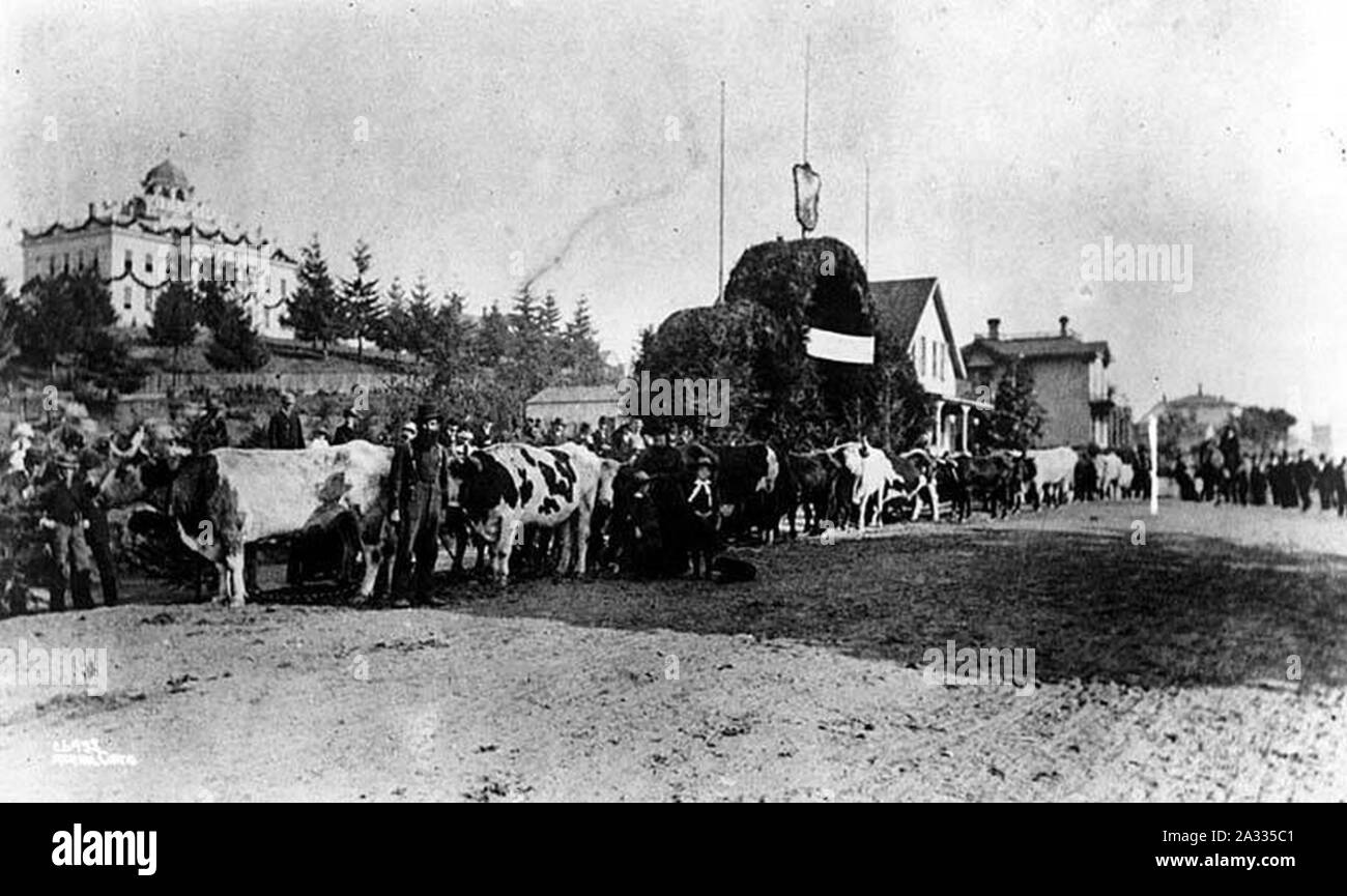 Exhibition of historic oxen logging team University of Washington ...