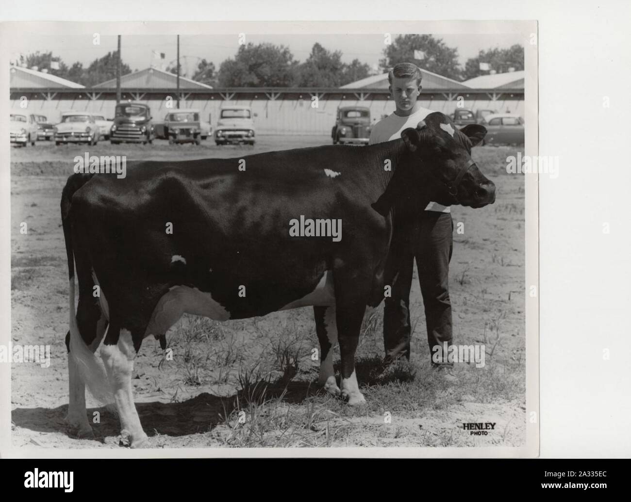 Exhibitor with cow and old cars Stock Photo - Alamy