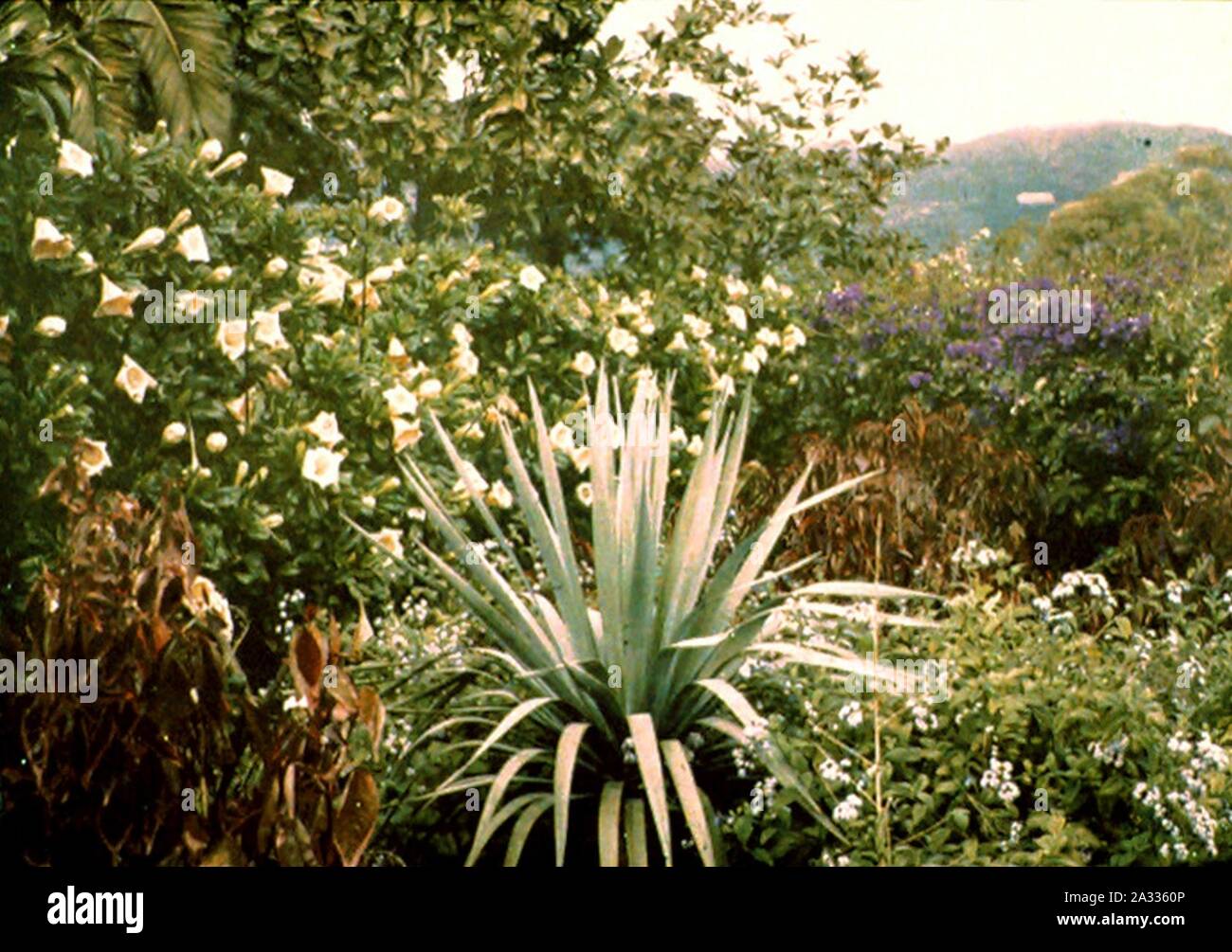Sarah angelina acland hi-res stock photography and images - Alamy