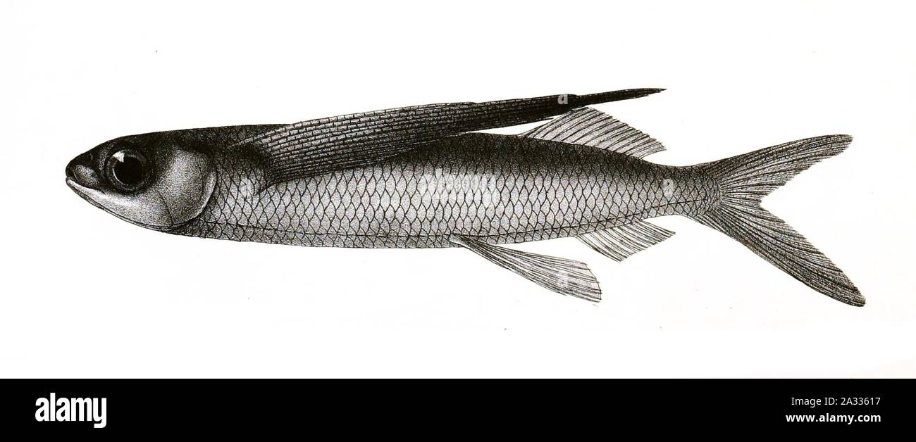 Exocetus hi-res stock photography and images - Alamy