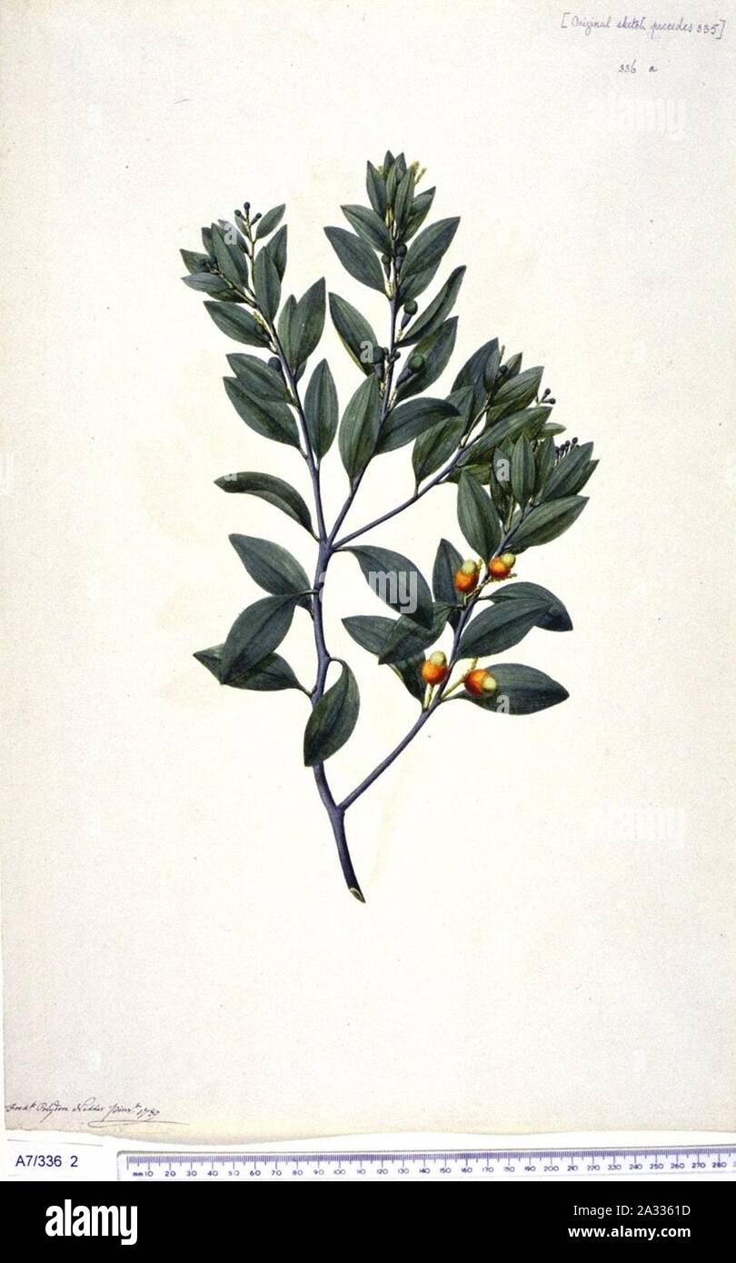 Exocarpos latifolius illustration Stock Photo - Alamy