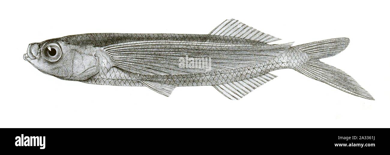 Exocoetus hi-res stock photography and images - Alamy