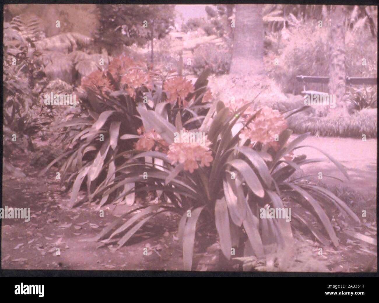 Exotic Plant Probably in Madeira by Sarah Angelina Acland c.1910 Stock ...