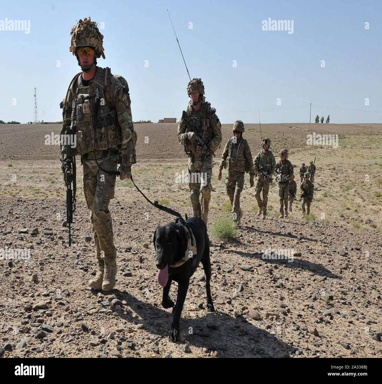 Explosive Detection Dog (EDD Stock Photo - Alamy