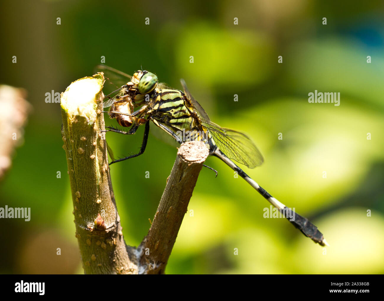 Common darter dragonfly on white hi-res stock photography and images ...