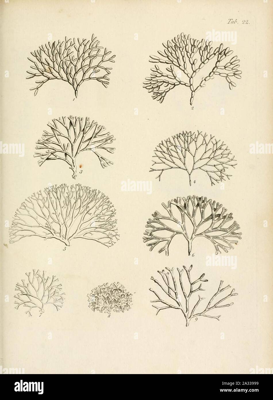 Tab 22 hi-res stock photography and images - Alamy