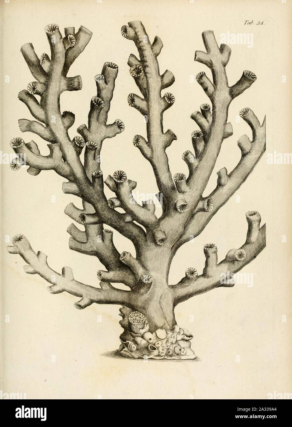 Exposition méthodique des genres de l'ordre des polypiers (Tab. 38 ...