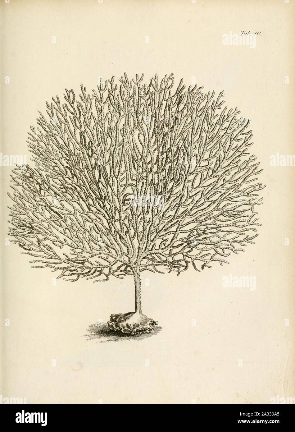 Exposition méthodique des genres de l'ordre des polypiers (Tab. 10 ...