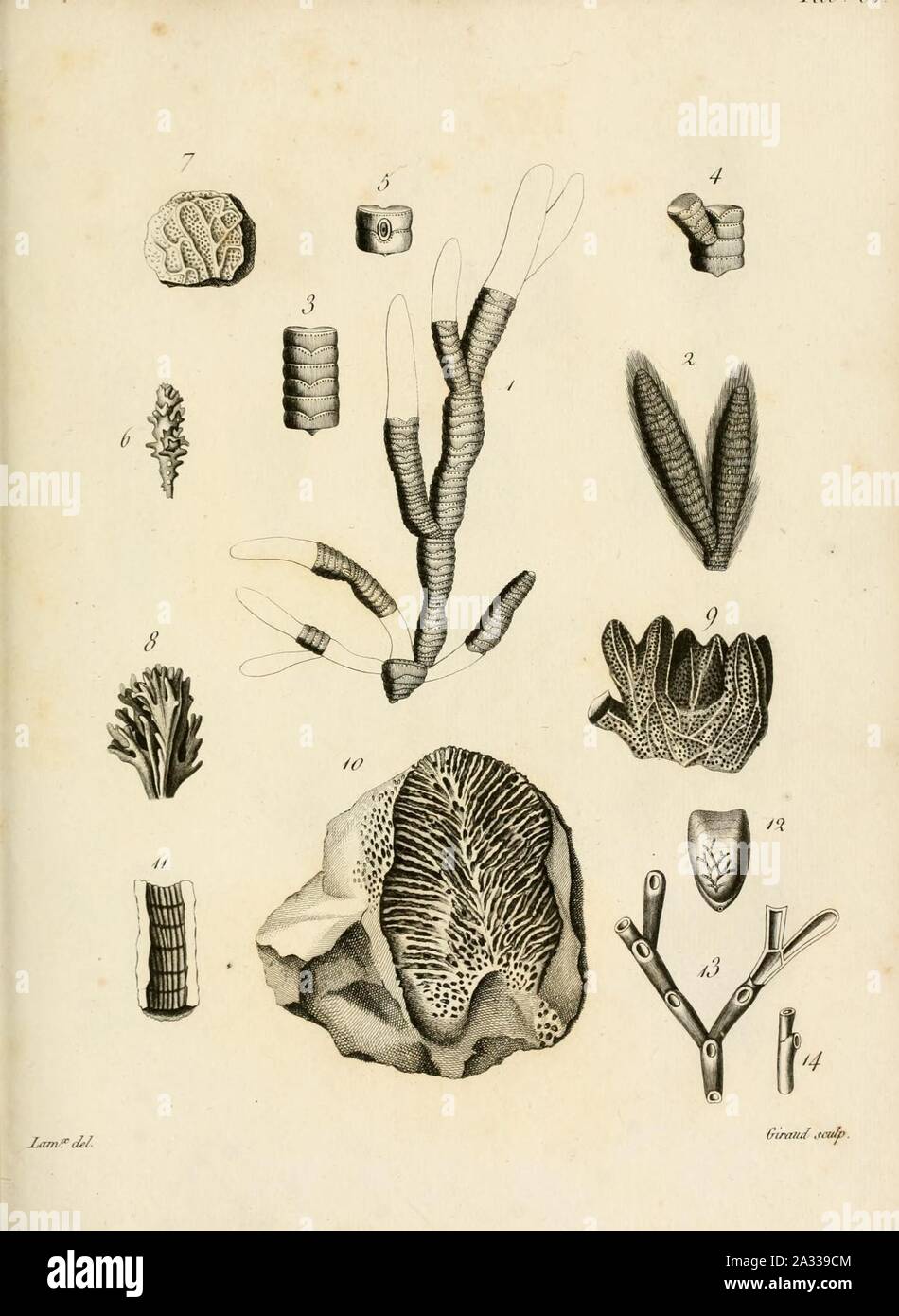 Lordre des polypiers hi-res stock photography and images - Alamy