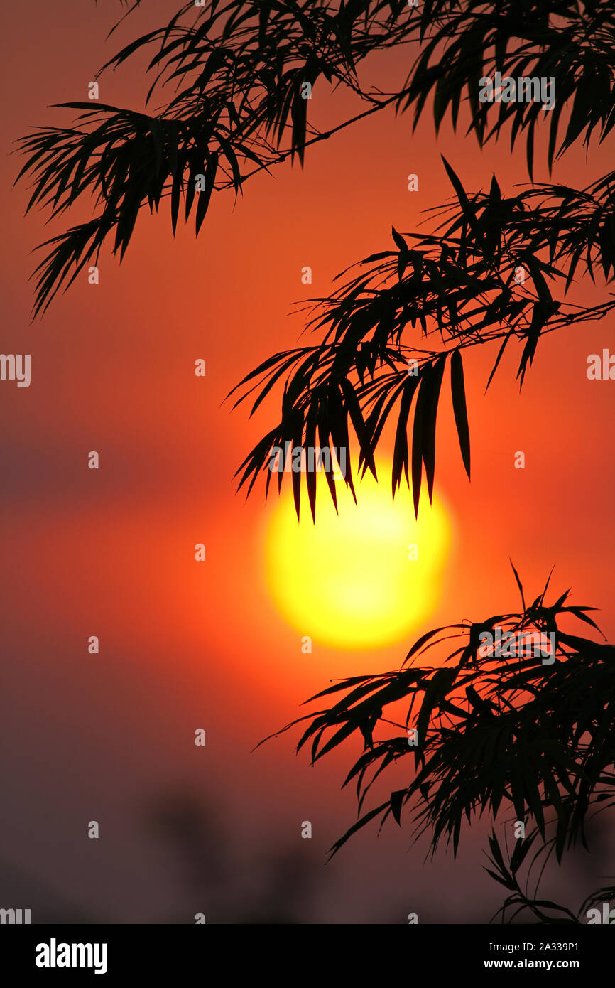 Bamboo grove japan sunrise hi-res stock photography and images - Alamy