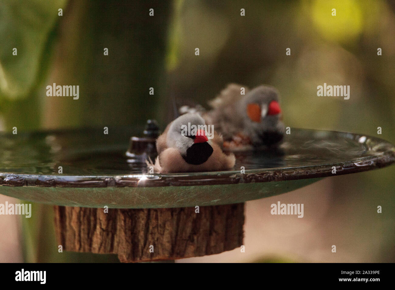 Shaft tail finch birds Poephila acuticauda in a bird bath bathing their ...
