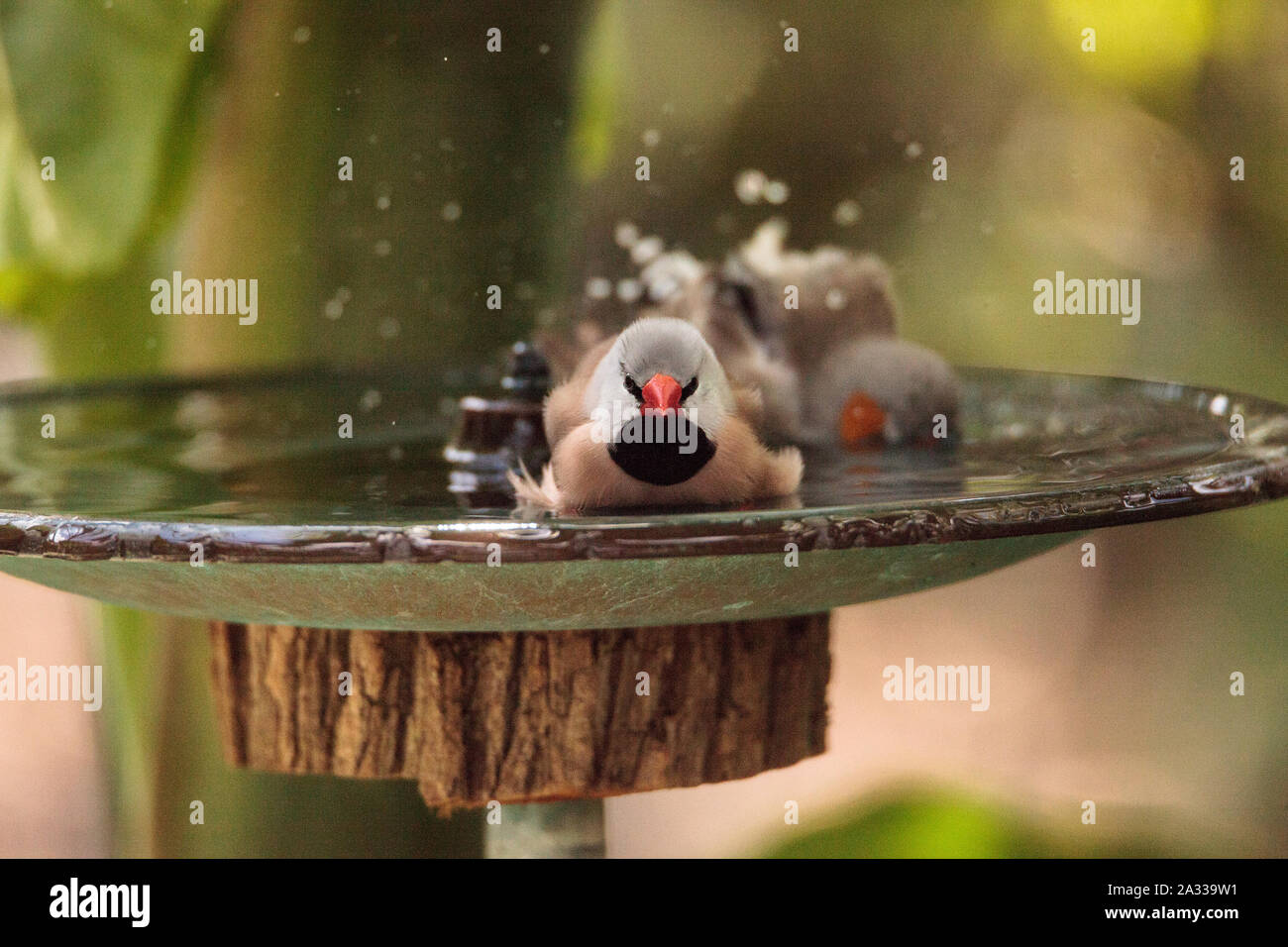 Shaft tail finch birds Poephila acuticauda in a bird bath bathing their ...