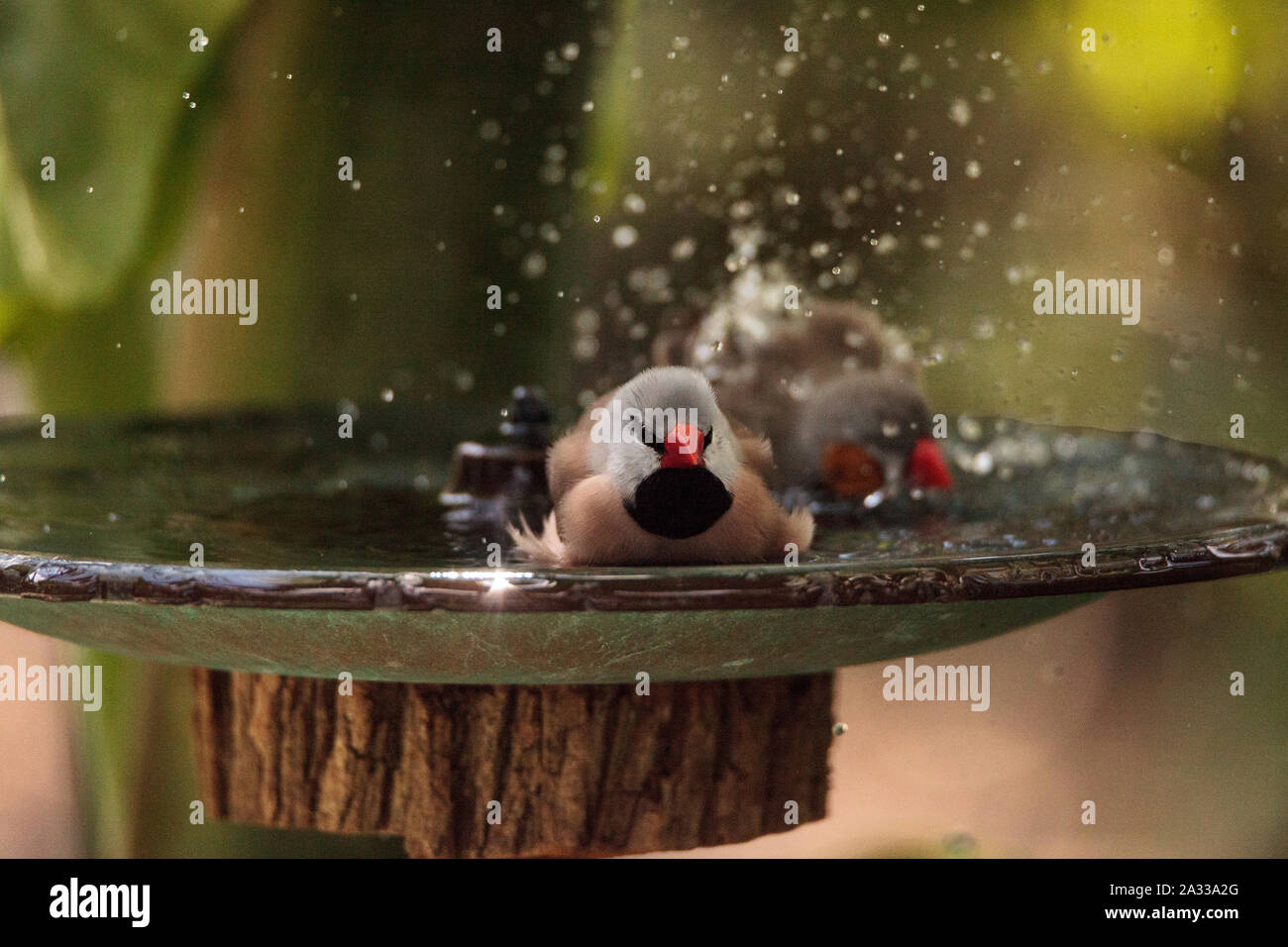 Shaft tail finch birds Poephila acuticauda in a bird bath bathing their ...