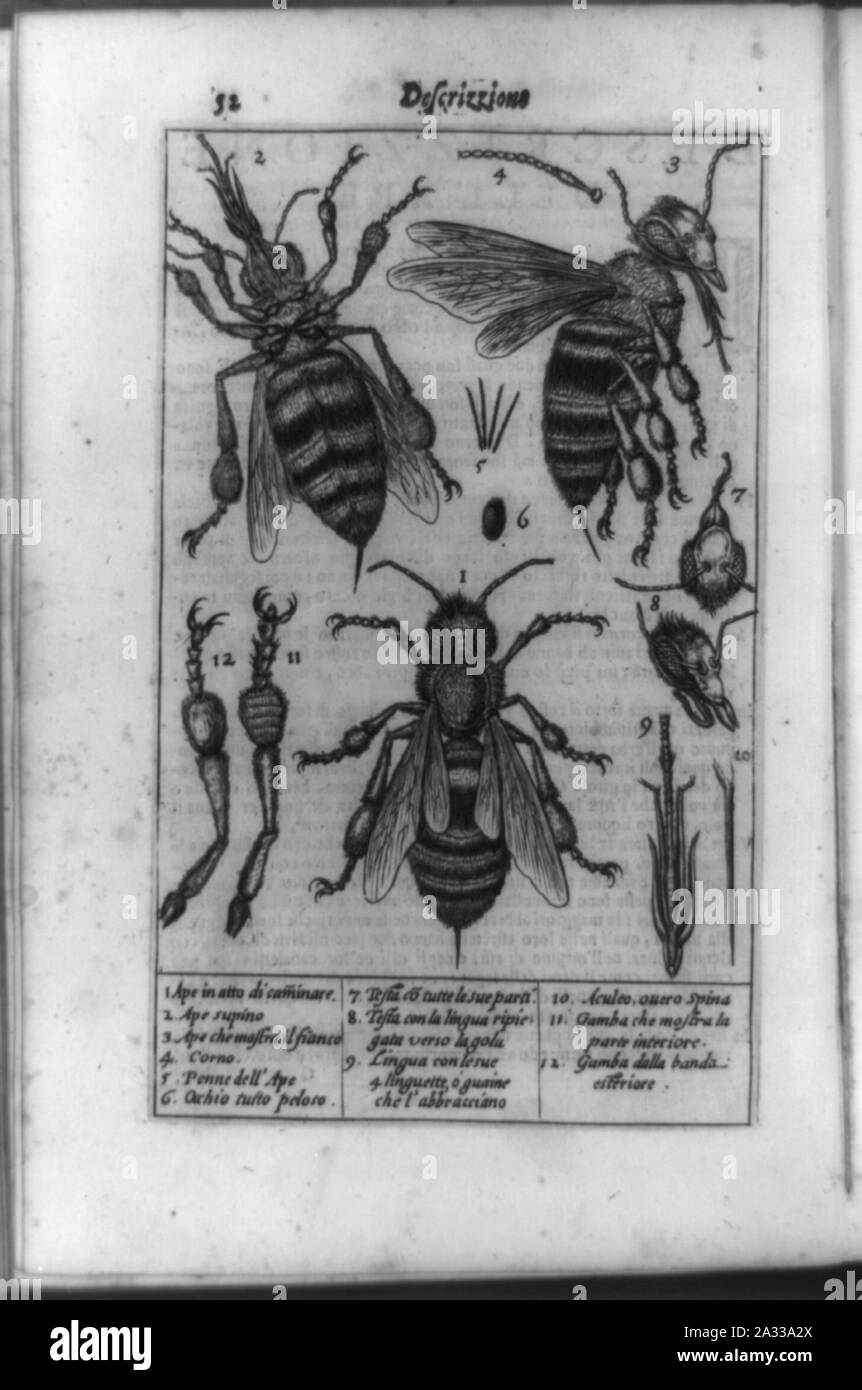 External anatomy of a bee shown in three full views and various details ...