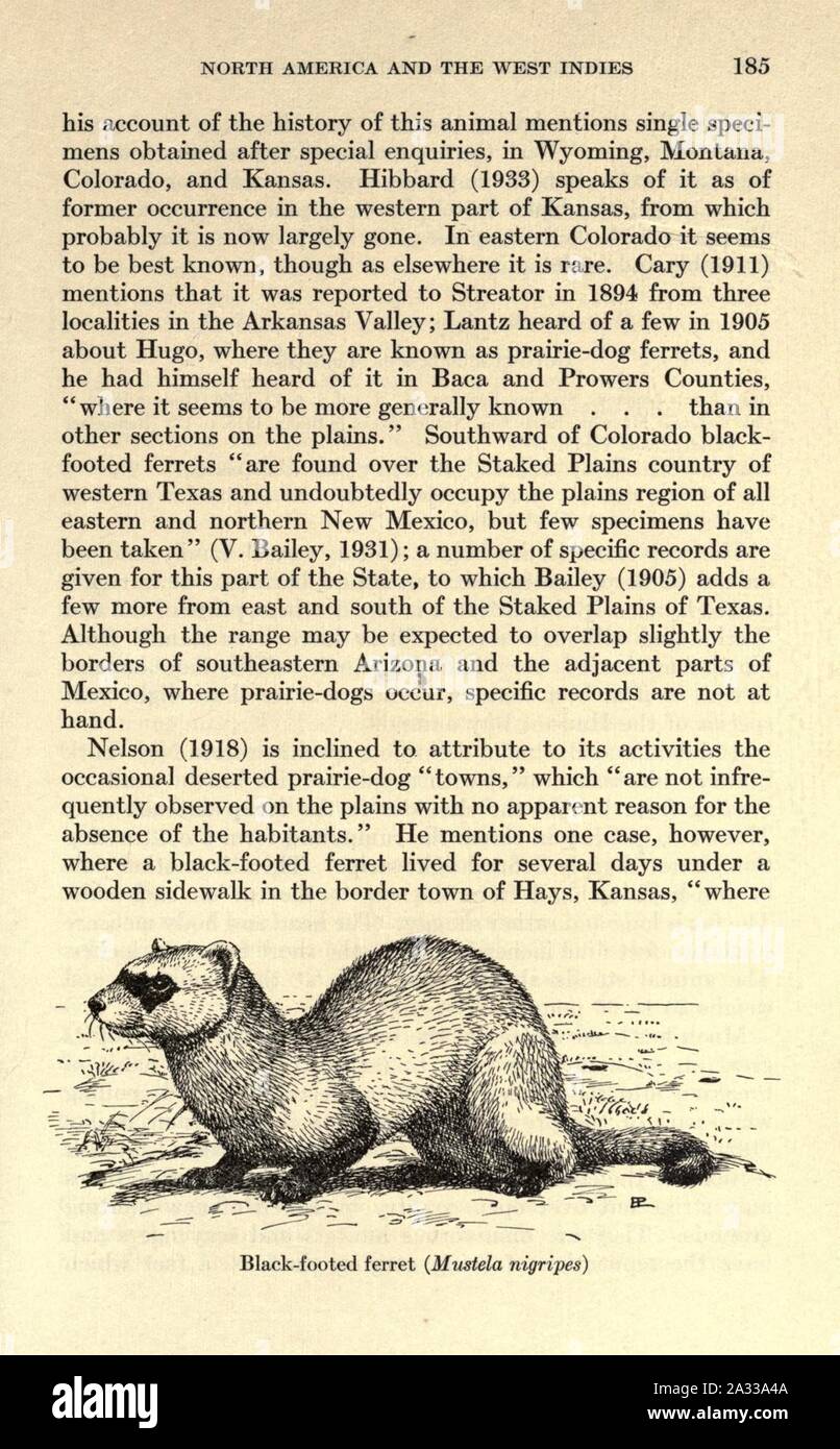 Extinct and vanishing mammals of the western hemisphere (Page 185 Stock ...