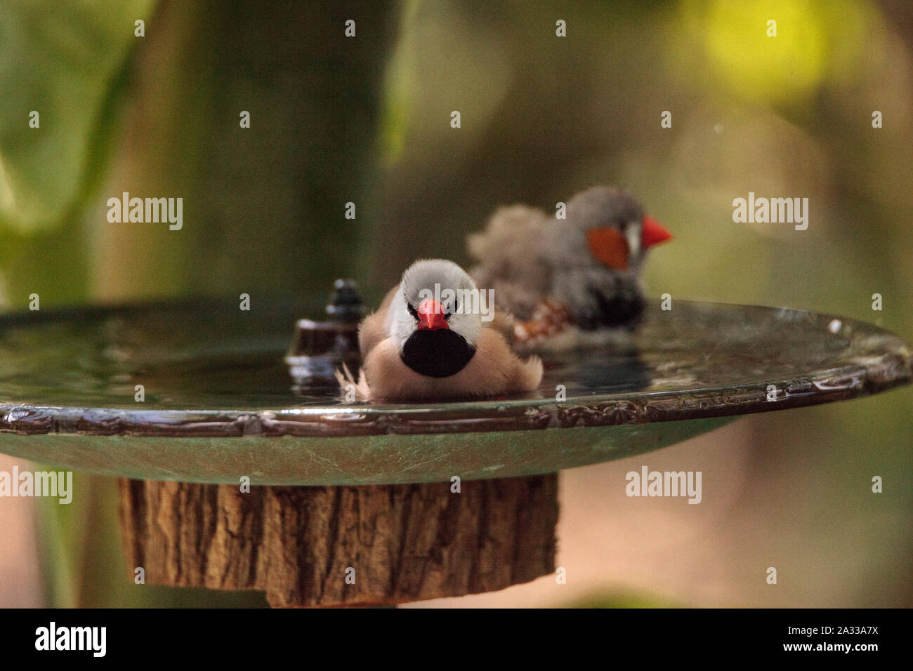 Shaft tail finch birds Poephila acuticauda in a bird bath bathing their ...