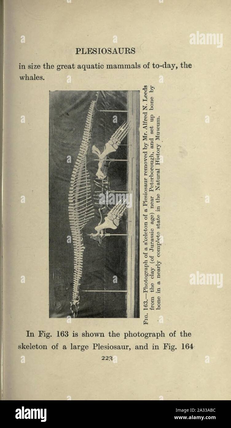 Extinct animals (Page 223 Stock Photo - Alamy