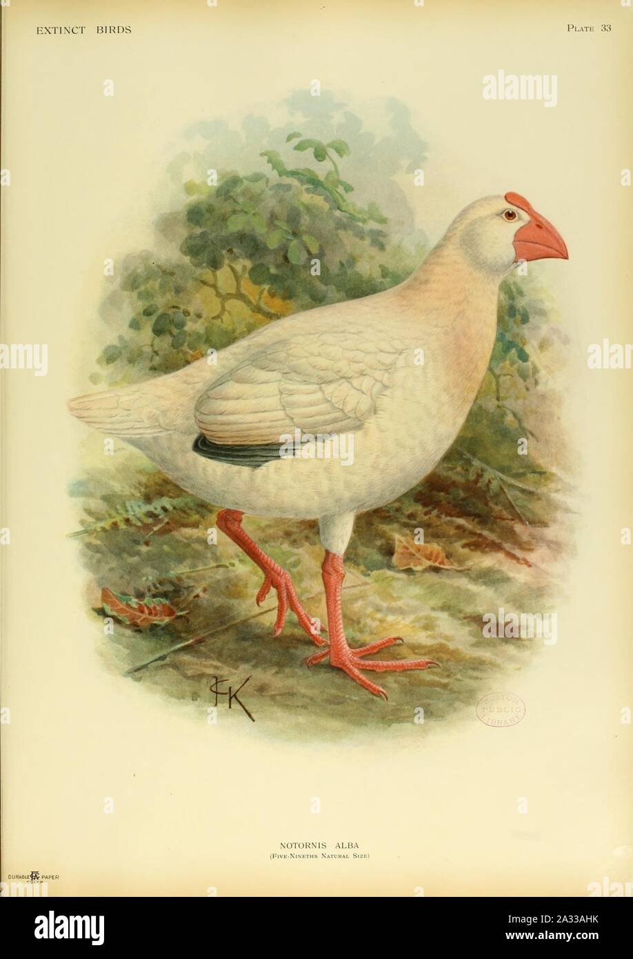 Extinct birds (Plate 33 Stock Photo - Alamy