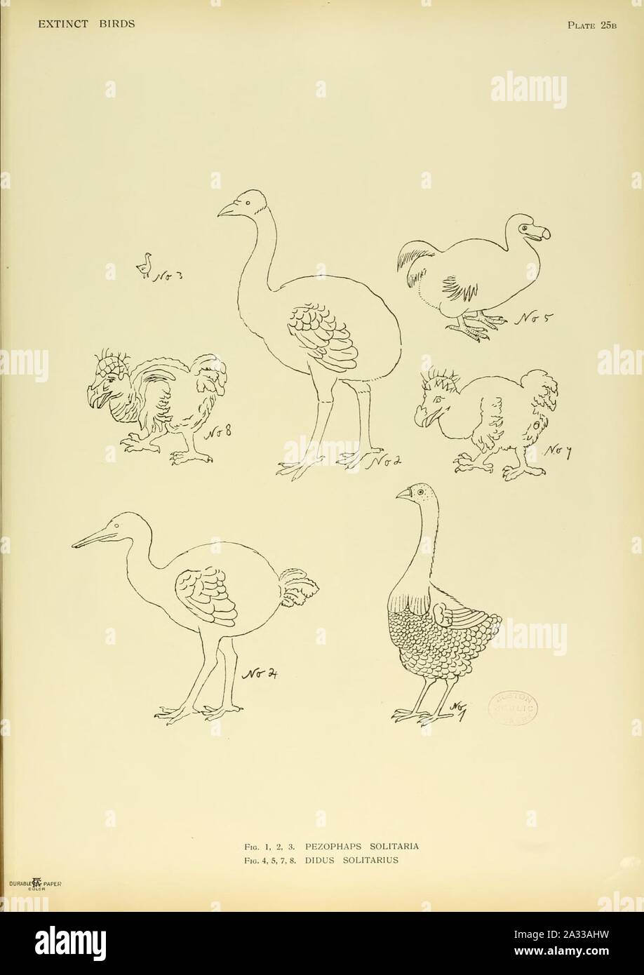 Extinct birds (Plate 25b Stock Photo - Alamy