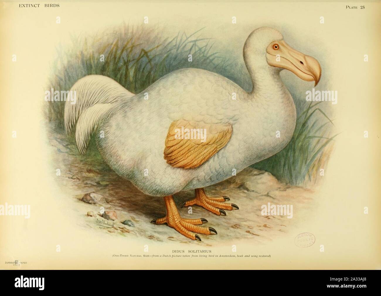 Extinct birds (Plate 25 Stock Photo - Alamy