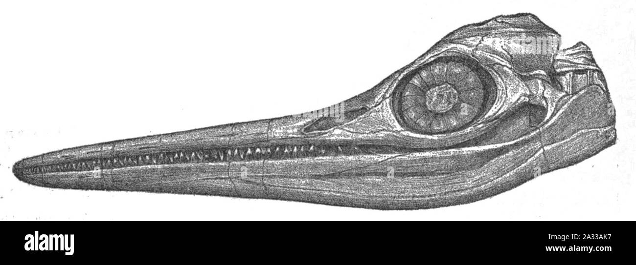 Extinct monsters Cut Out Stock Images & Pictures - Alamy