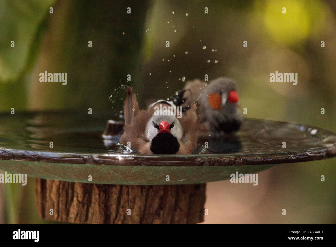 Shaft tail finch birds Poephila acuticauda in a bird bath bathing their ...