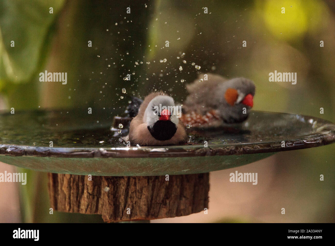 Shaft tail finch birds Poephila acuticauda in a bird bath bathing their ...