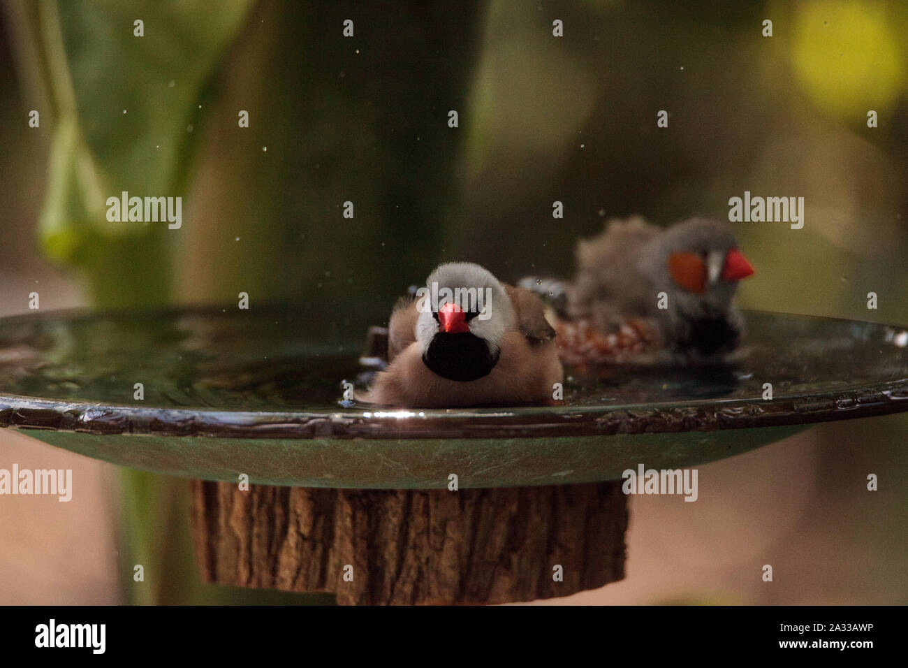 Shaft tail finch birds Poephila acuticauda in a bird bath bathing their ...