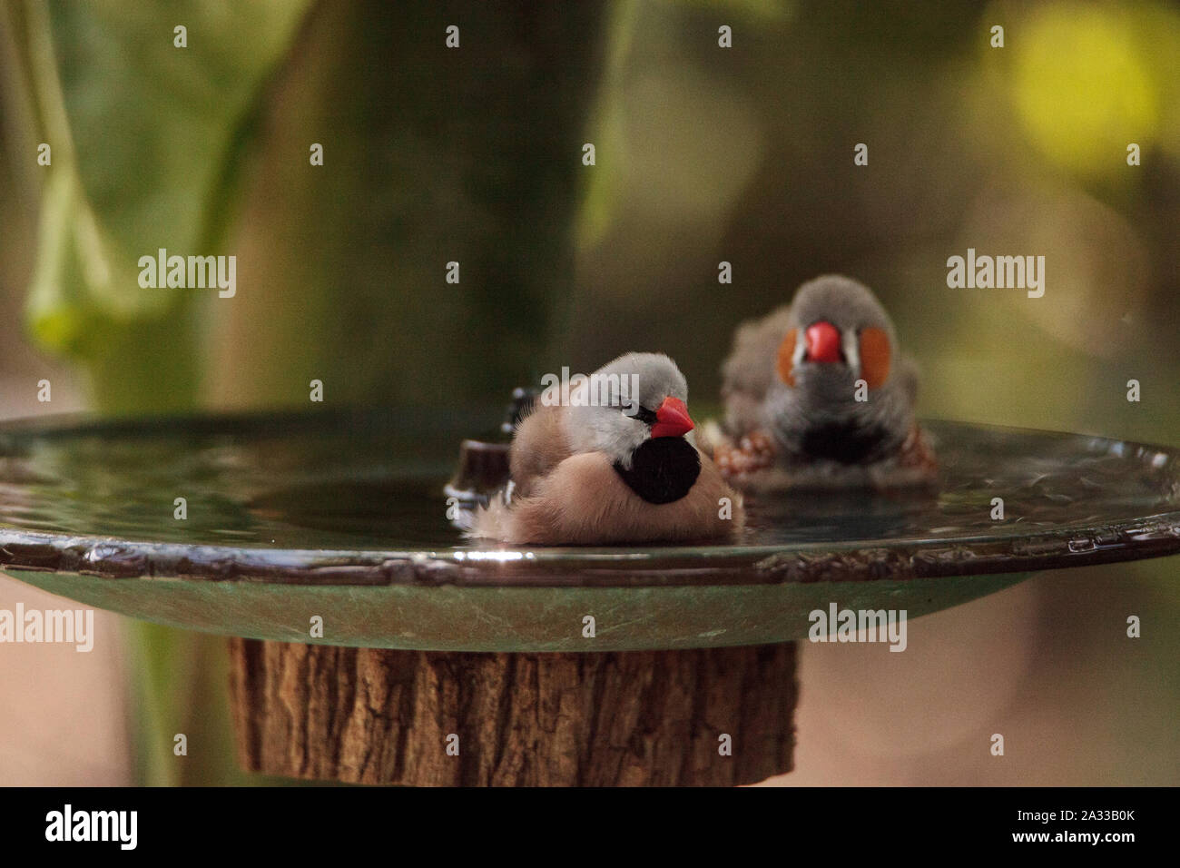 Shaft tail finch birds Poephila acuticauda in a bird bath bathing their ...
